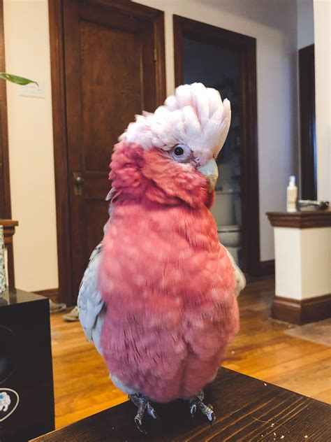 He Looks Like Cotton Candy And Smells Like Popcorn Rpinkybois