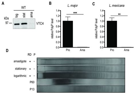 Figure 6 Polyphosphates In Leishmania Life Cycle