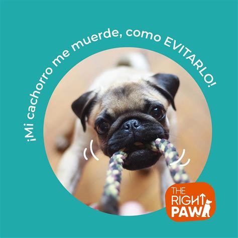 Que Hacer Cuando Tu Perro Te Muerde Mientras Juegas