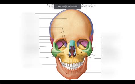 Skull Anterior Diagram Quizlet