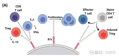 B7家族的泛癌种新星：b7 H4 近日， 和铂医药 以超6亿美元的价格与cullinan Oncology达成hbm7008的授权及合作协议，一款b7h4 雪球
