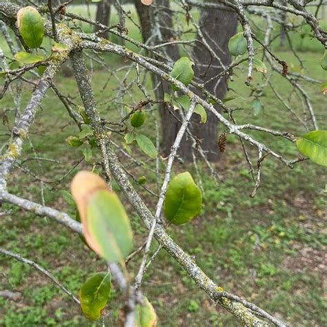 Texas Oak Wilt Treatment Specialist Katy Fulshear Cypress Houston