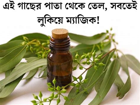 Eucalyptus চেনা এই গাছের পাতা থেকে তেল সবতেই লুকিয়ে ম‍্যাজিক ঠান্ডা