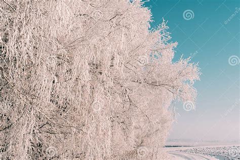 Красивый снежный пейзаж зимы с лесом и дорогой Зимние лесные деревья в
