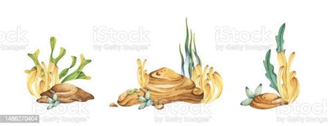 Seaweeds Underwater Ocean Plants Sea Coral Elements Watercolor