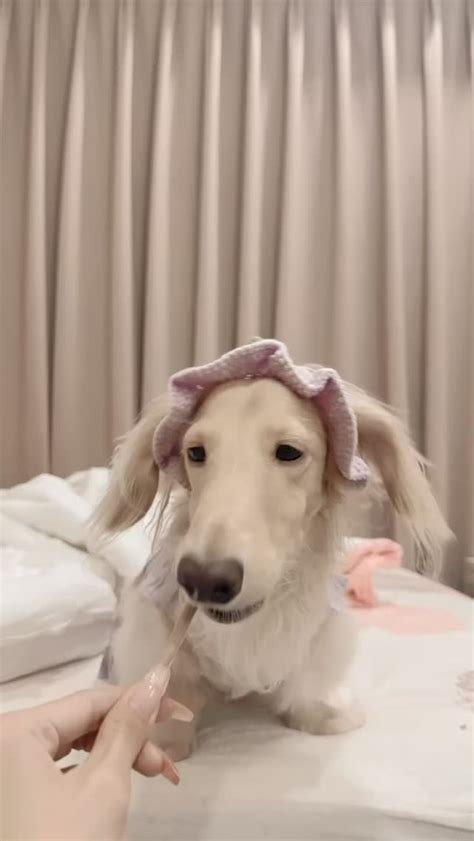 🥺幫呀比徵友🐶🤎 追蹤一定會回追唷🫶🏻 自己也想要多認識毛孩的家長 一起分享孩子的生活 「我叫呀比 是女生 今年9月滿四歲」