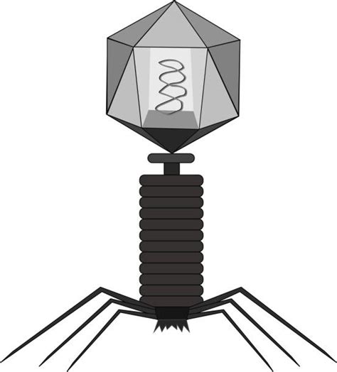 Best Bacteriophages Illustrations Royalty Free Vector Graphics And Clip