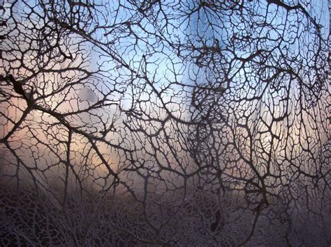 Butterflies In Stomach Pig Entrails Elpida Hadzi Vasileva Butterflies In Stomach Pig Entrails Elpida Hadzi Vasileva