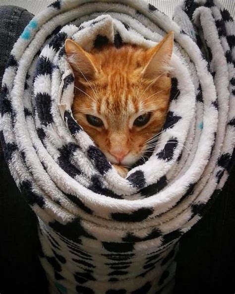 Котики в одеяле / Питомцы