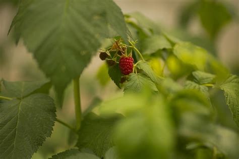Premium Photo One Red Raspberry Among Green Branches