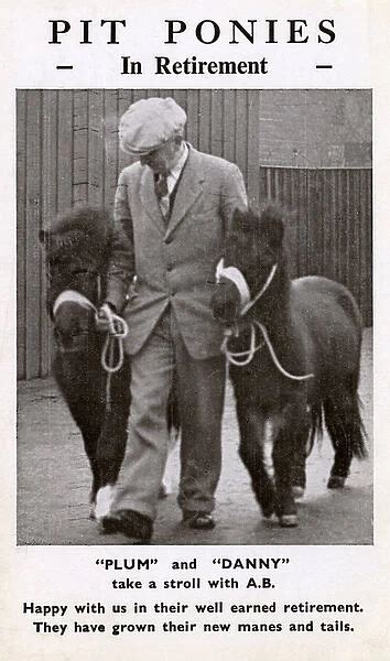 Pit Ponies In Retirement Plum And Danny With Alfred Brisco