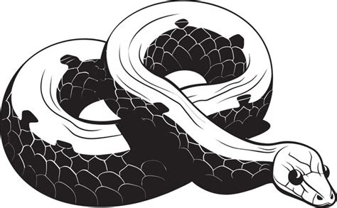 Pythons Elegance An Artistic Exploration Of Serpents Graceful Movements