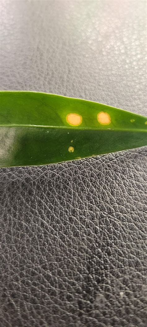 What Are These Spots On My Schefflera R Plantclinic