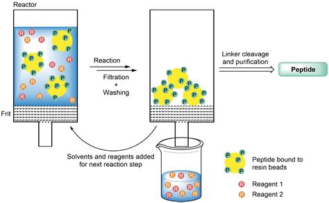 Blog Boc Versus Fmoc For Solid Phase Peptide Synthesis