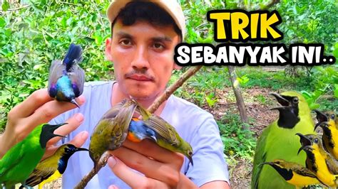TRIK BURUNG PADA MAU TURUN Berpetualang Mikat Burung Sogon Dikebun Ranting Sampai Penuh YouTube