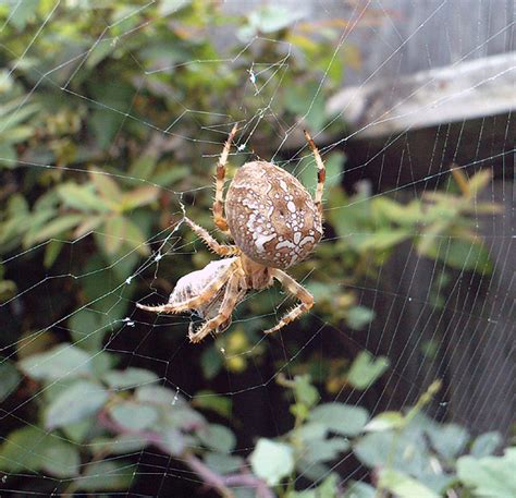 Arachnerds Garden Cross Spider Araneus Diadematus
