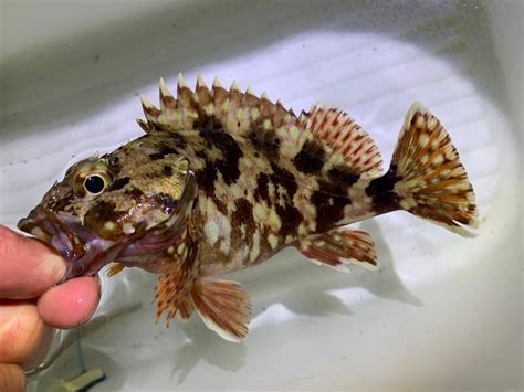 カサゴ 20191219 Web魚図鑑