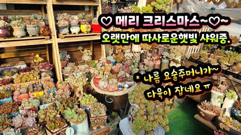 하엽지고 분갈이할 아이들 모여라~ ♥ 물주고 하엽떼주고~이리 다육이랑 행복할수가~옥상다육 옥상하우스 홍등입꼬지머니메이커금미니벨 Youtube