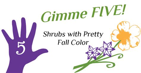 5 Shrubs For Fall Color Sundrops And Starflowers