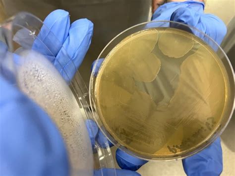 Specimen Review Lab Flashcards Quizlet