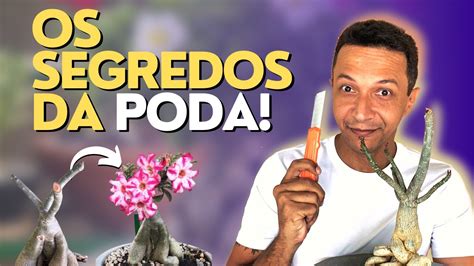Poca Certa Para Podar As Rosas Do Deserto Youtube