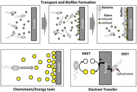 Illustration Of Cell Migration And Electron Transfer Processes Of