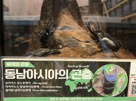 [대구 수성구] 크레스티드 게코 도마뱀 첫 분양 렙스타일 네이버 블로그