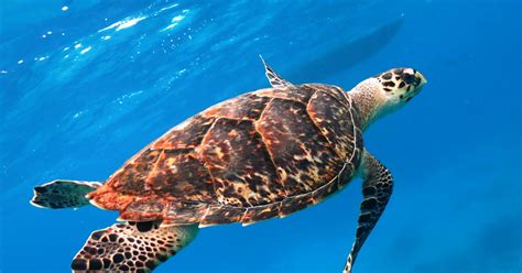 Tortuga Carey