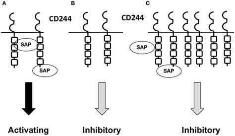 Frontiers The Emerging Role Of Cd244 Signaling In Immune Cells Of The