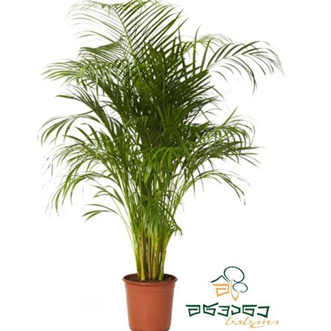 მწვანე სახლი ყვავილების ონლაინ მაღაზია სეზონური ყვავილების ჩითილის გამოყვანა ნერგების