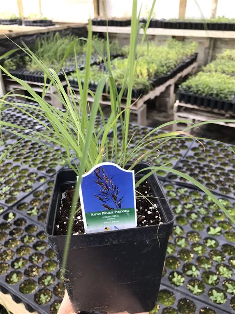 Indian Grass Sorghastrum Nutans Designs By Nature South