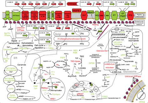 Scheme Representing Differentially Regulated Genes Under Tps And Their