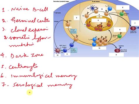 SOLVED Secondary Lymphoid Organ B Cell T Cell Zone Memory B Cell Antigen B Cell Receptor BCR