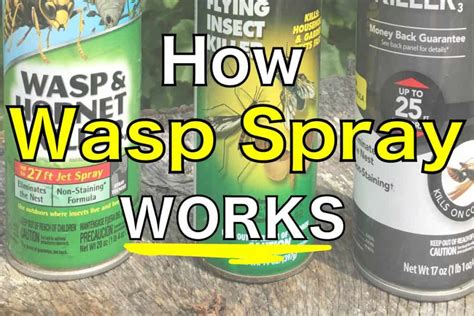 9 Ways To Get Rid Of Wasp Nests Without Getting Stung Pest Pointers