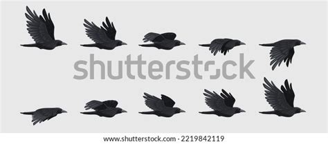 Crow Fly Sequence Black Flying Raven Stock Vector Royalty Free