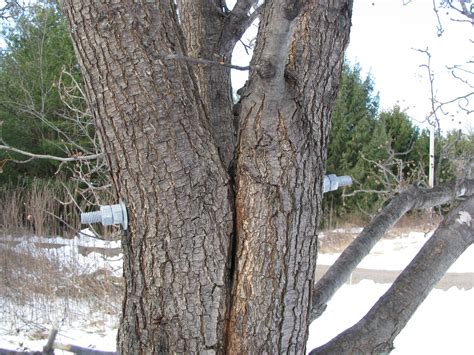 David S Tree Service Tree Cabling Bracing David S Tree Service