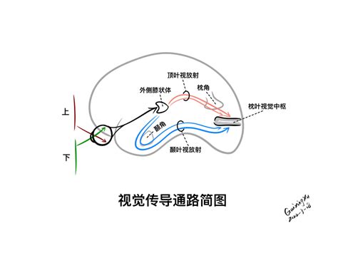 徐桂兴手绘｜12 对颅神经分布、功能（一）分布神经视觉ii产生 健康界