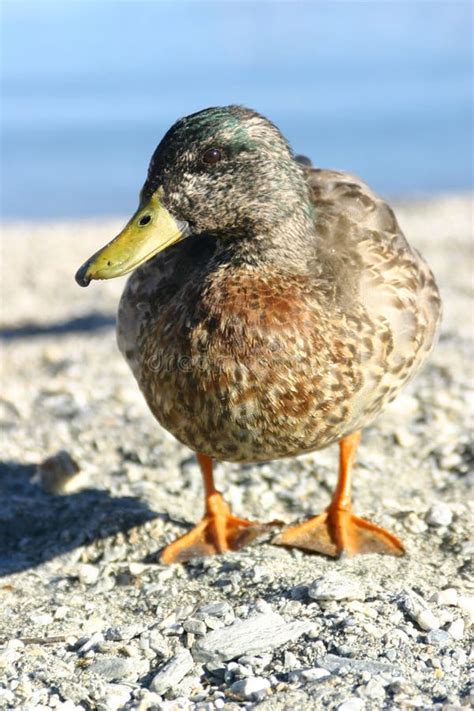 Portrait Of Duck Stock Image Image Of Brown Gravel Beak 5015715