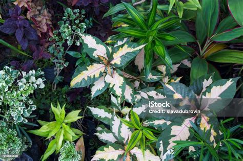 여름 잎이 사진 배경입니다 이국적인 정원에서 열 대 경 엽 식물입니다 0명에 대한 스톡 사진 및 기타 이미지 0명 관목 꽃 식물 Istock