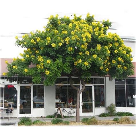 Cassia Leptophylla Boething Treeland Farms Artofit