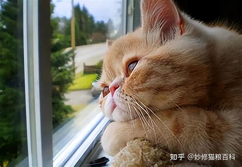 告诉你一个秘密：猫咪这些表现，说明它很孤单 知乎