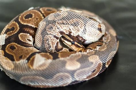 Ball Python Shedding Everything You Should Know