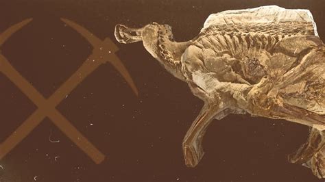 Secrets Of The Dinosaur Mummy 2008 포스터 — The Movie Database Tmdb