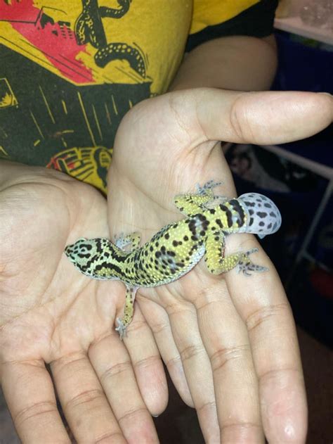 Can someone help me identify what morph he is? : r/leopardgeckos