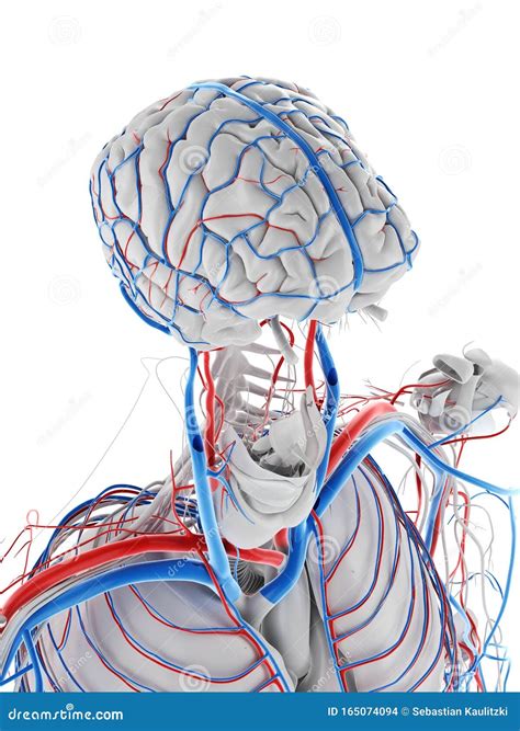 The Vascular System Of The Brain Stock Illustration Illustration Of Artwork Rendering 165074094