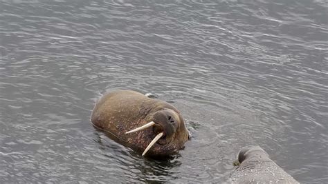 Two Atlantic Walrus State Mating Barents Stok Videosu 100 Telifsiz