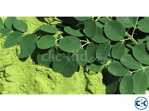 100 Pure Organic Moringa Oleifera Leaf Powder Clickbd