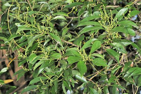 Symplocos Acuminata Flickr