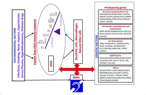 Model Depicting The Possible Interaction Between Environmental