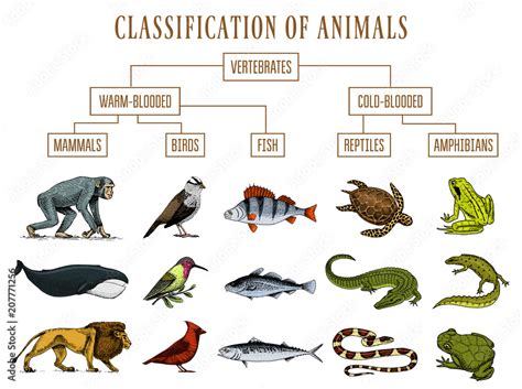 Did Amphibians And Mammals Descend From Reptiles Pzqpiu